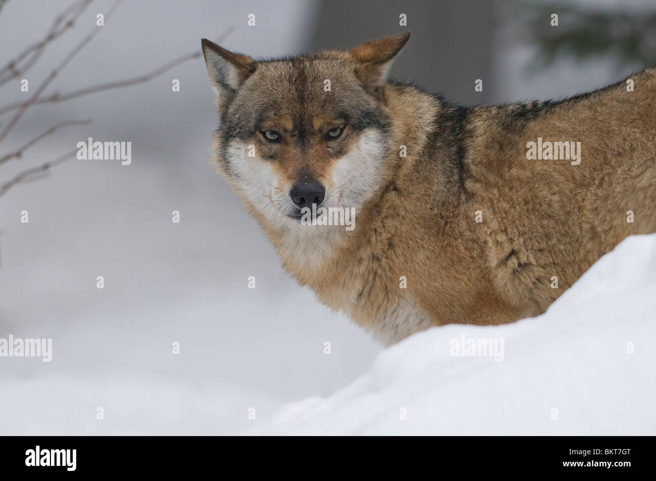 Wolf pack snow hi-res stock photography and images - Alamy