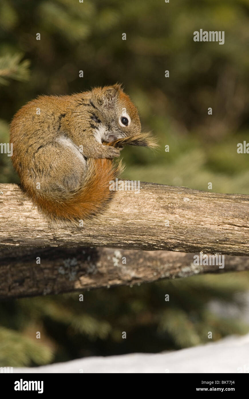 A Red Squirrel washing its tail Stock Photo - Alamy