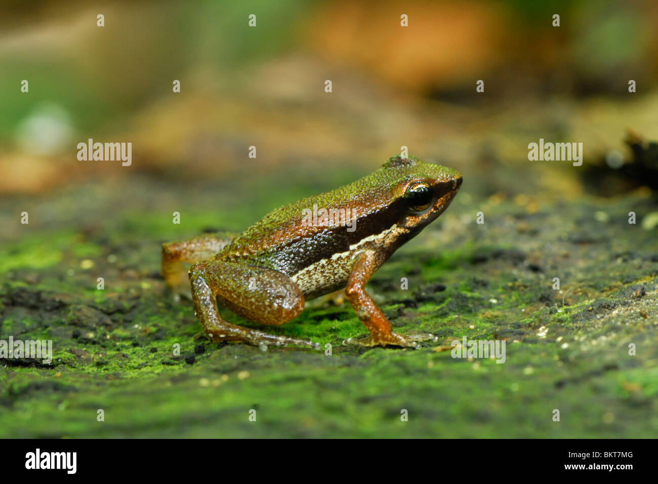 Regenwoud hi-res stock photography and images - Alamy