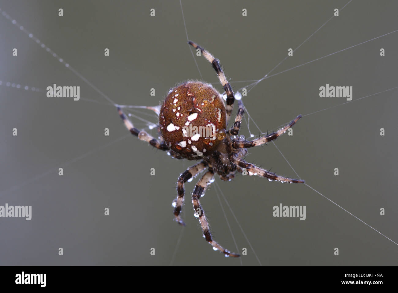 Kruisspin (Araneus diadematus) in spinneweb, BelgiÃ« Cross spider ...