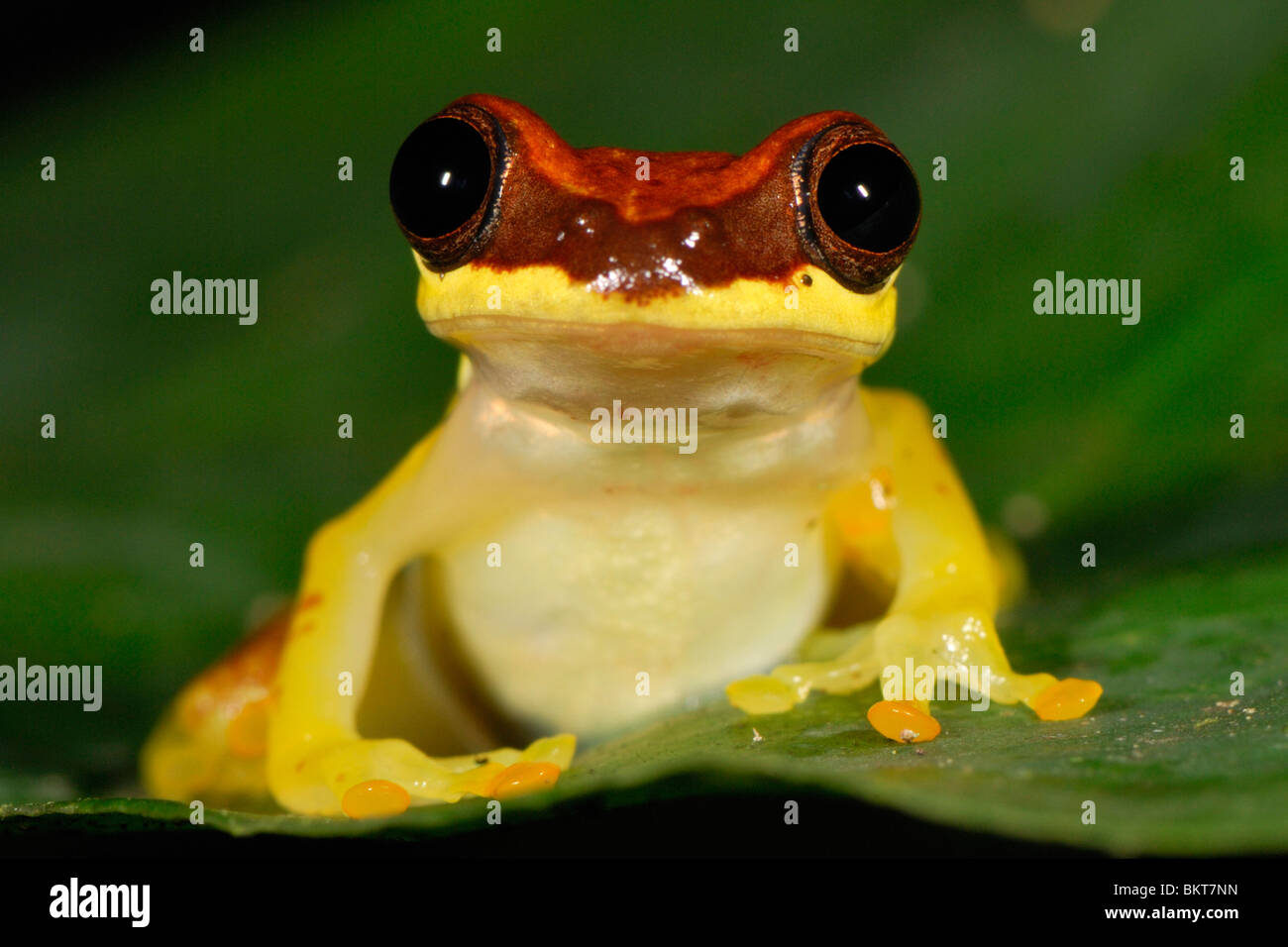 red-striped treefrog in swamp Stock Photo - Alamy