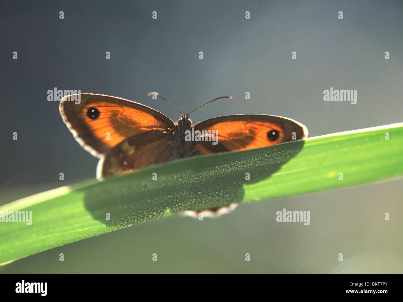 Hedge brown (Pyronia tithonus Stock Photo - Alamy