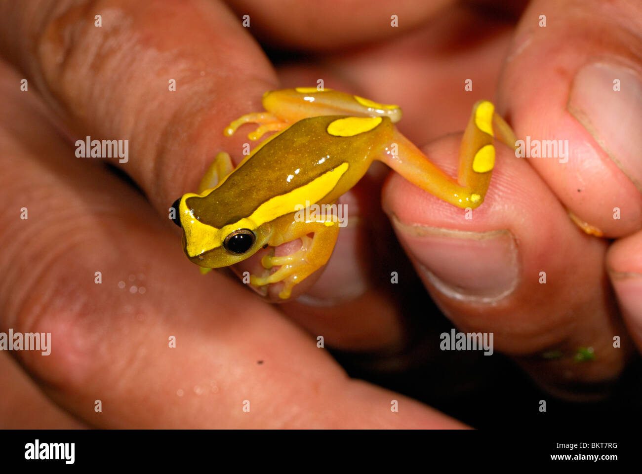 Clown tree frog hi-res stock photography and images - Alamy