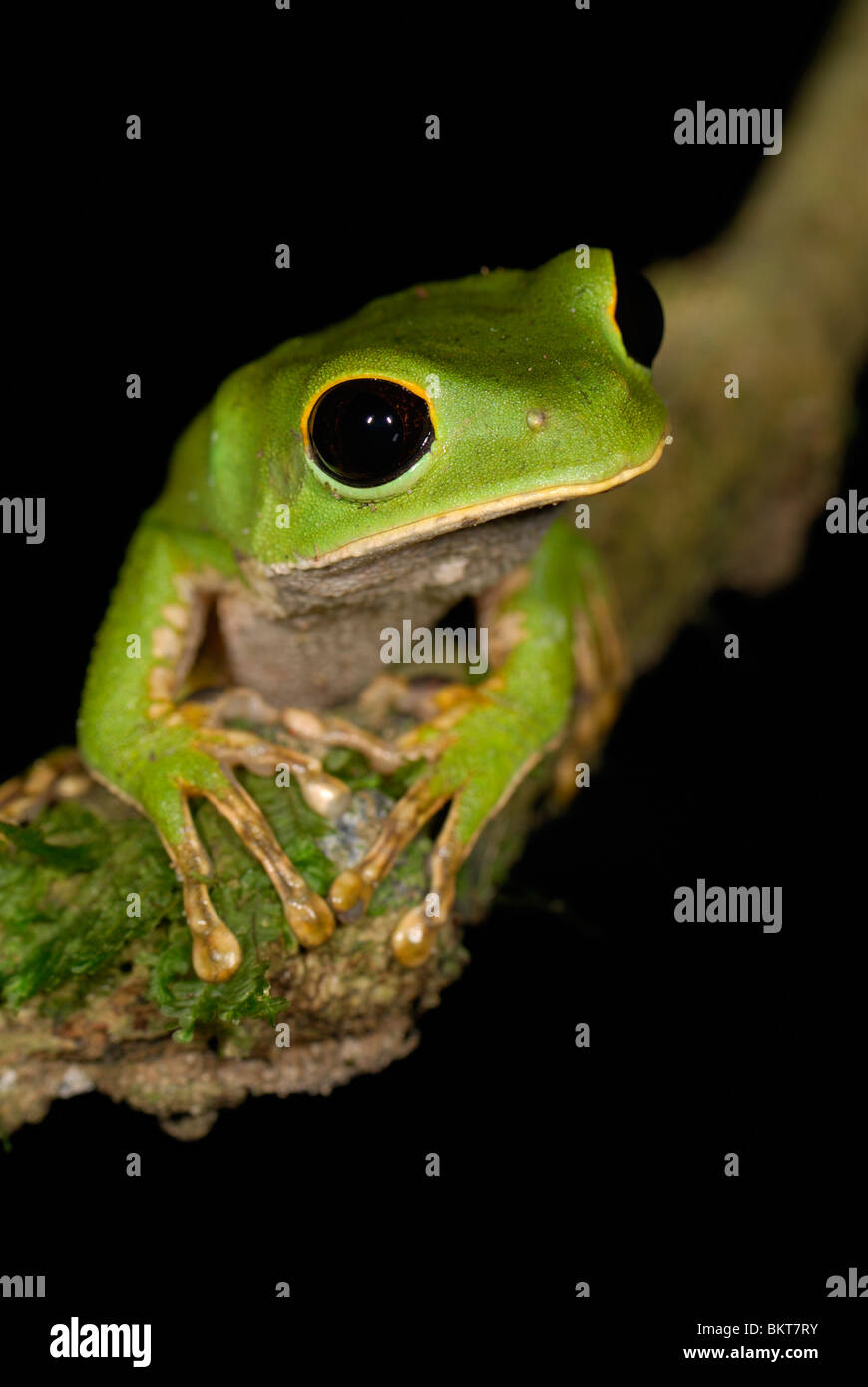 Phyllomedusa camba in little tree in temporary forestpool Stock Photo ...