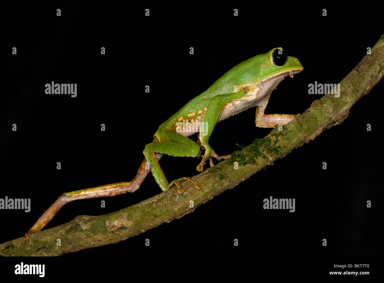 Phyllomedusa camba in boompje in tijdelijke bospoel; Phyllomedusa camba ...