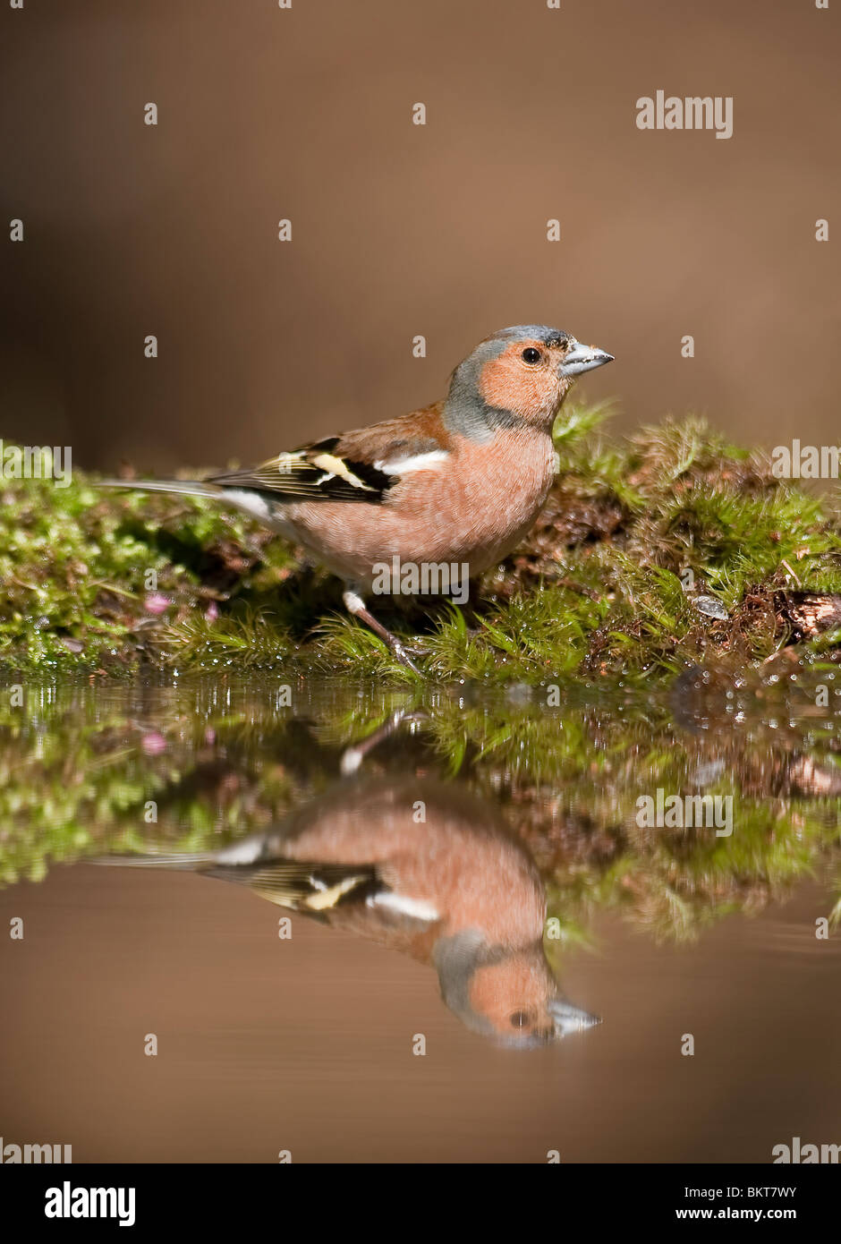 Bosvogel hi-res stock photography and images - Alamy