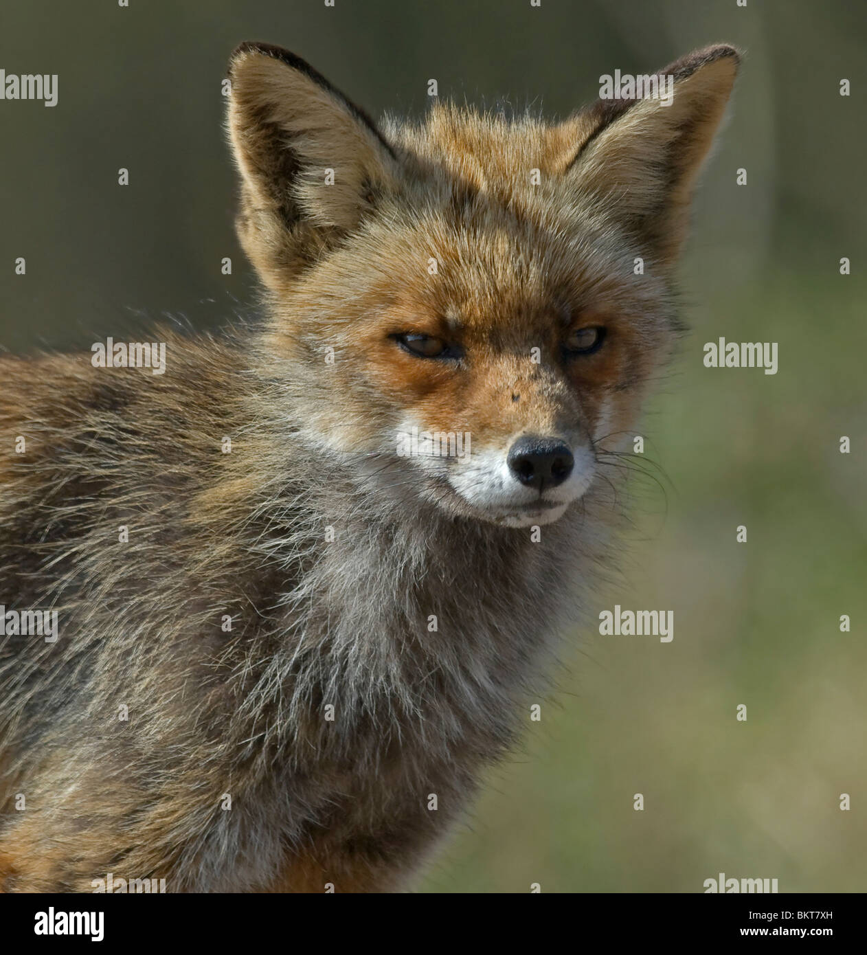 Vos potret;Foxportrait;Vulpes vulpes Vos;Fox;Vulpes vulpes Stock Photo ...