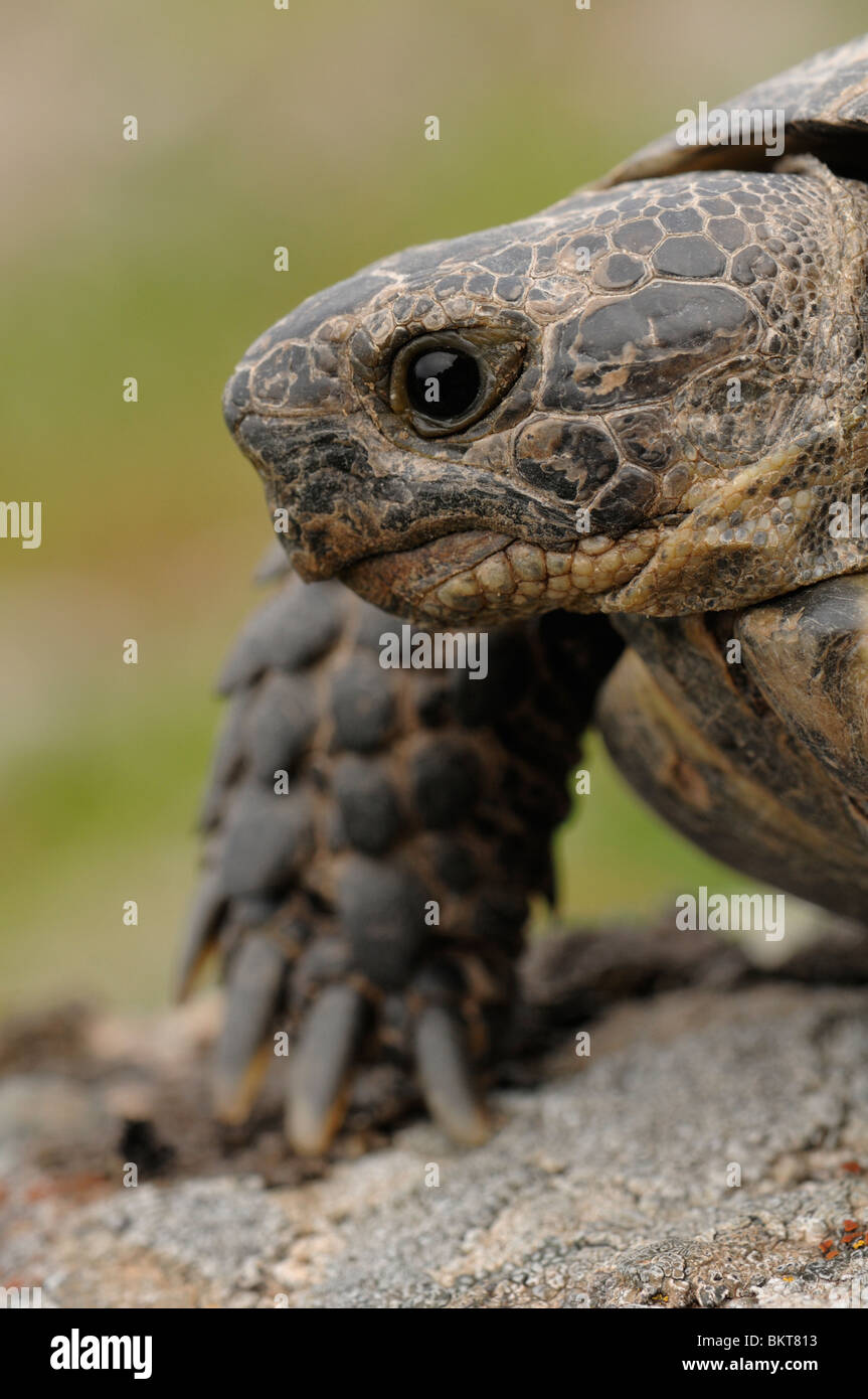portret of spur-thighed tortoise Stock Photo - Alamy
