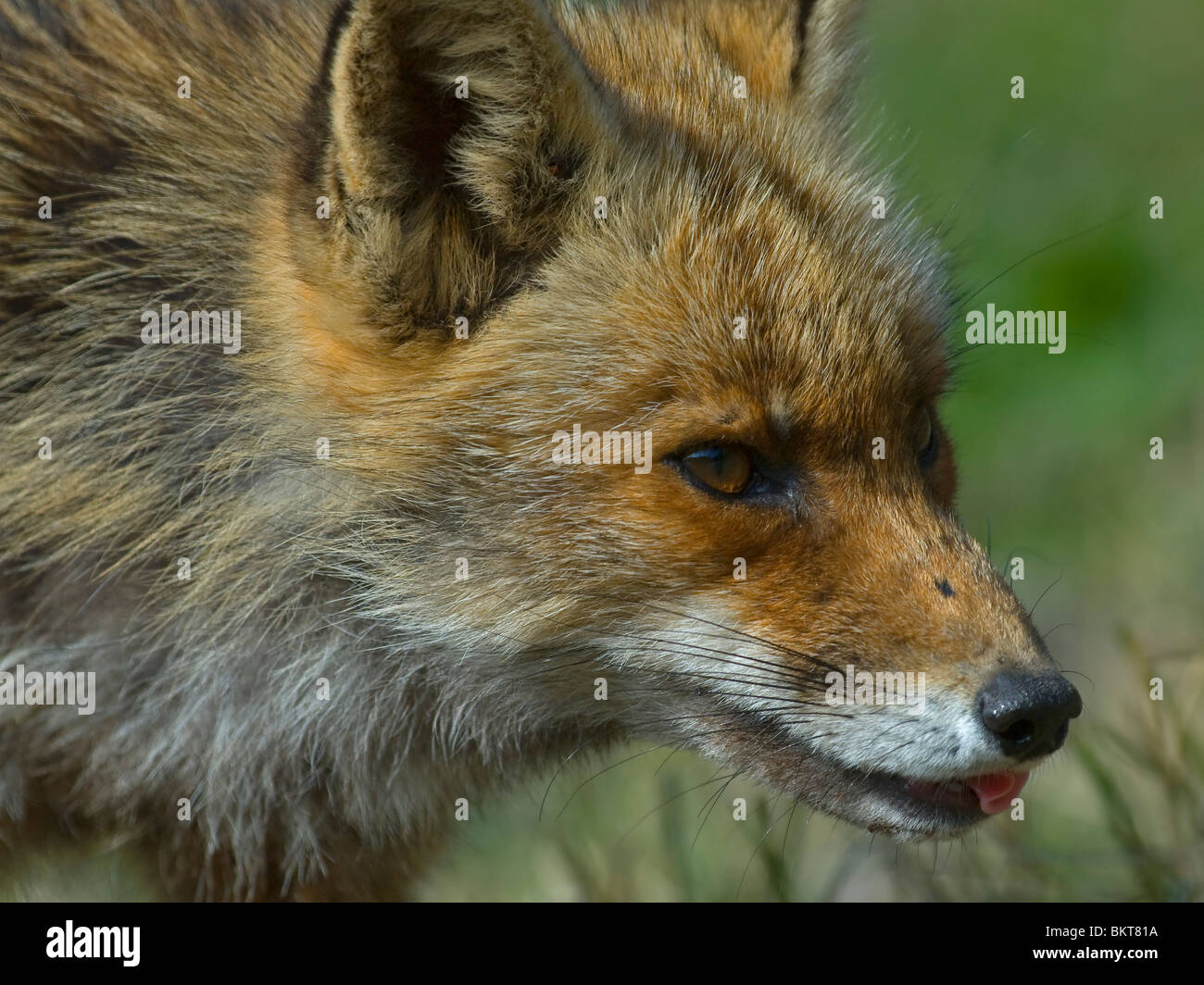 Portrait of fox hi-res stock photography and images - Alamy