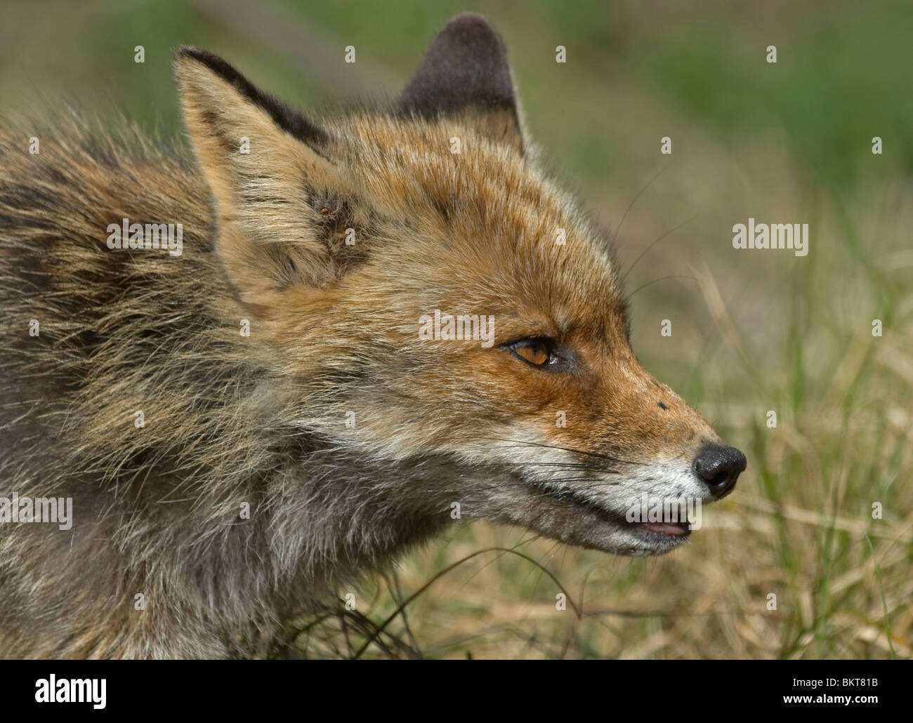 Vos portret;Fox portrait Vos;Fox;Vulpes vulpes Stock Photo - Alamy