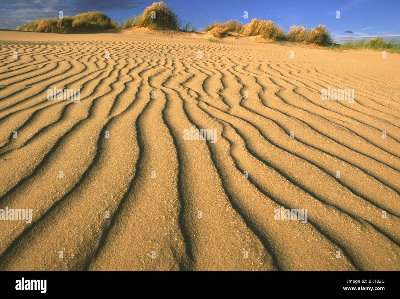 De Westhoek natuurreservaat, BelgiÃ« The Westhoek Nature Reserve ...