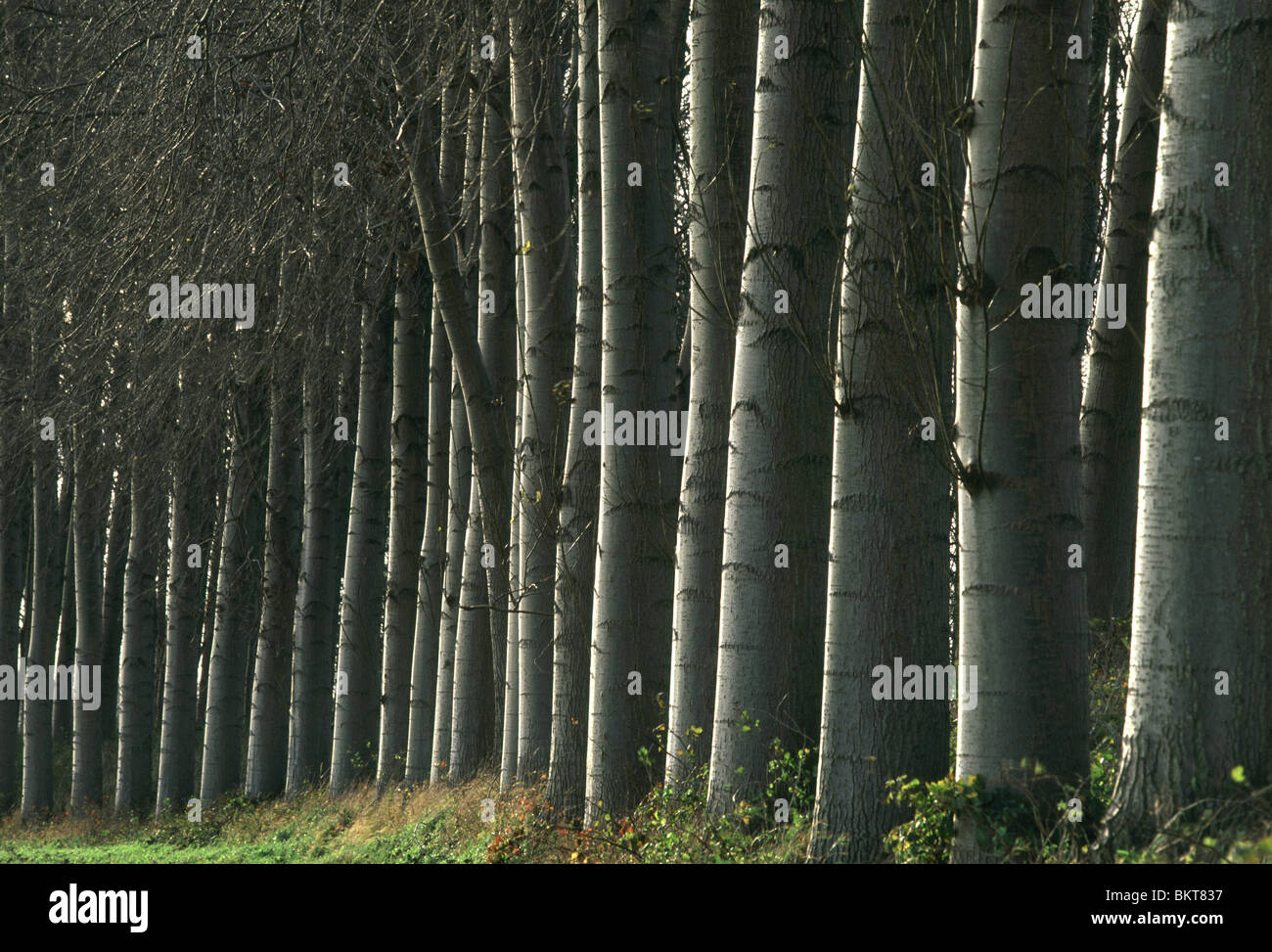 Bomenrij, Populier (Populus sp.) Treeline, Poplar (Populus sp Stock ...