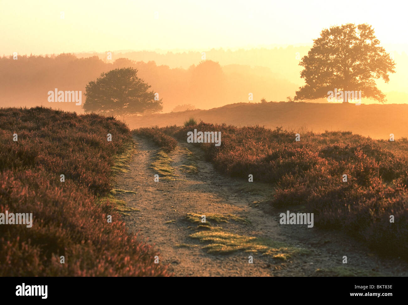 Bloeiende heide hi-res stock photography and images - Alamy