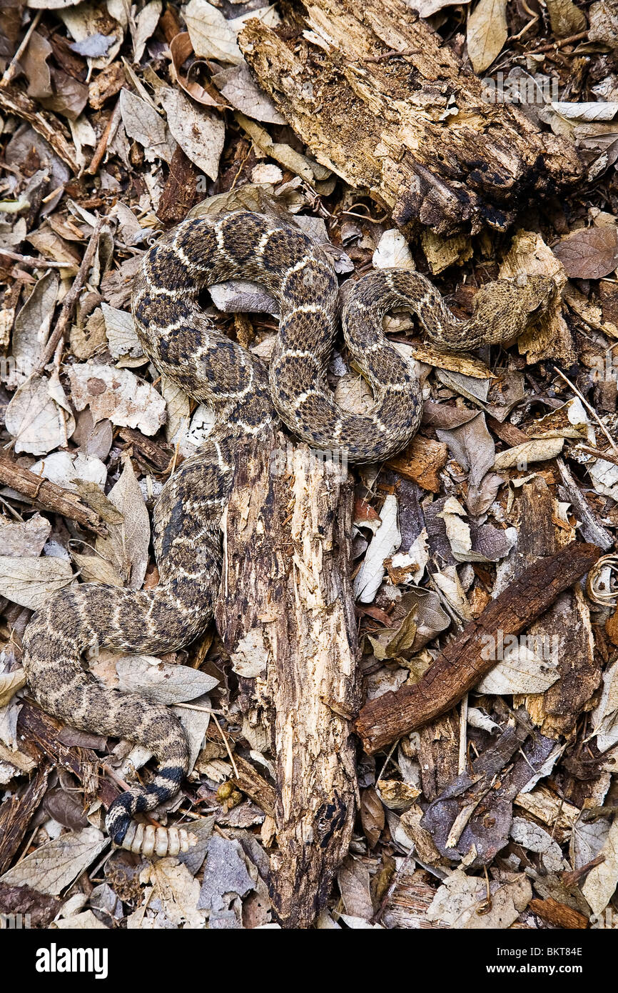 Western Diamond back blending into his surroundings. Texas Stock Photo ...