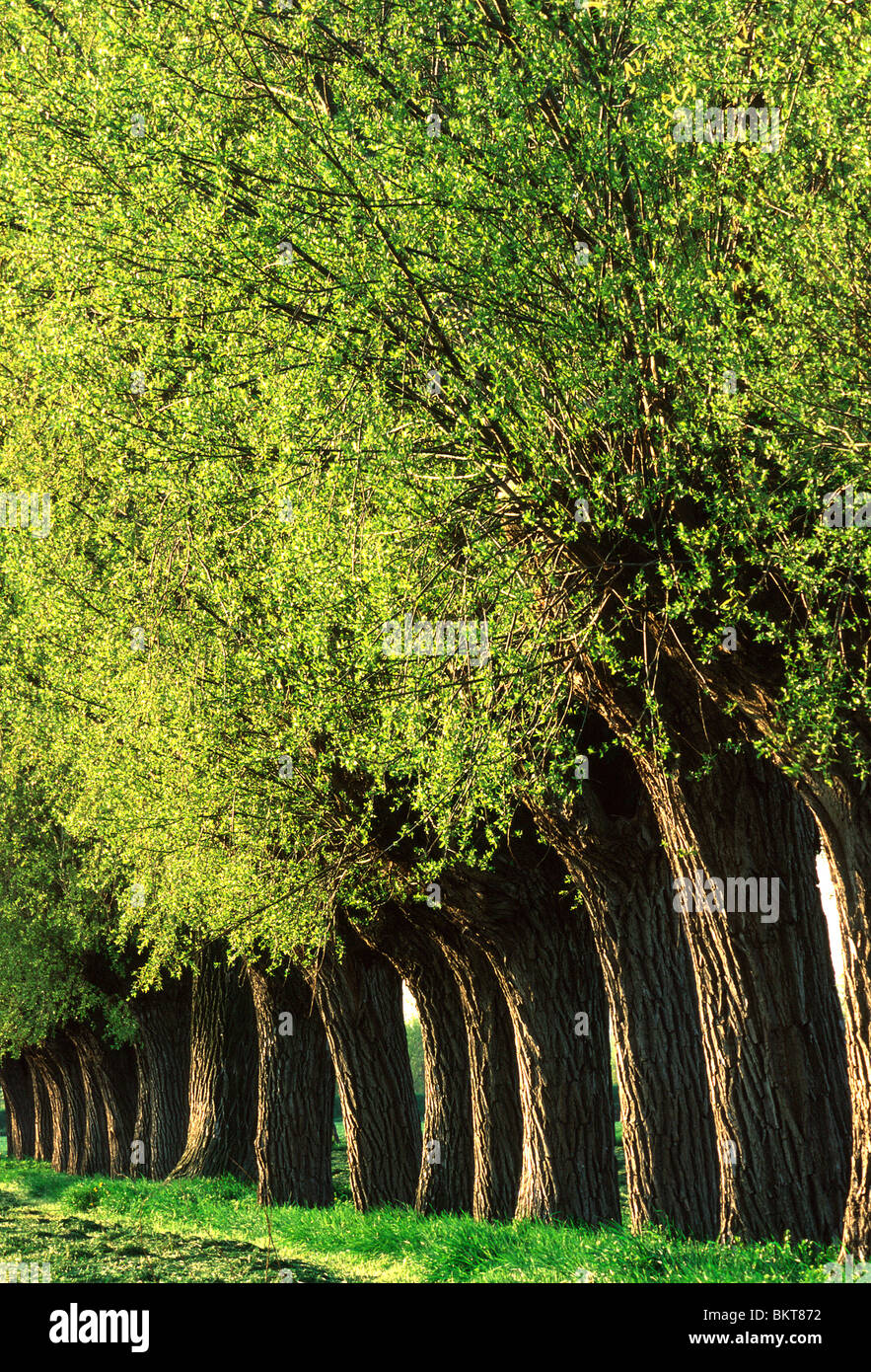 Knotwilgenrij, BelgiÃ« Row of Willow trees, Belgium Stock Photo - Alamy
