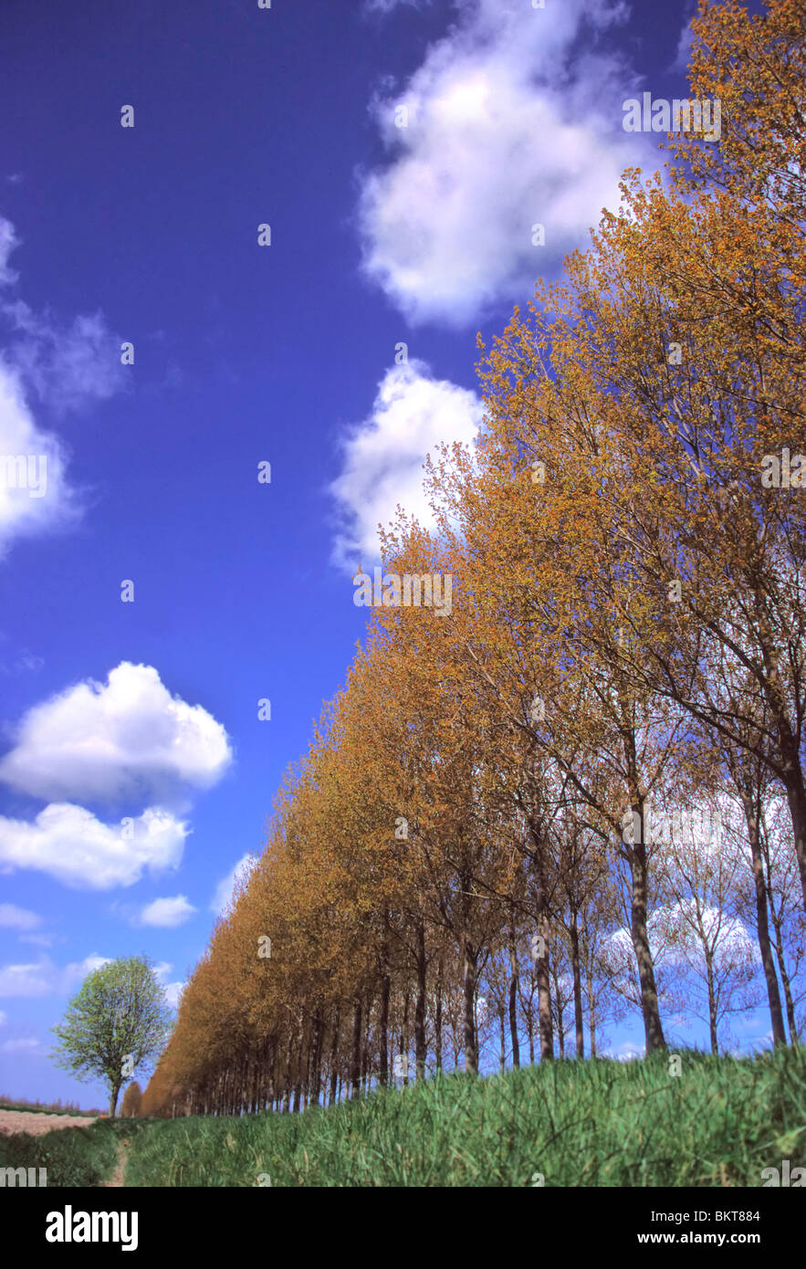 Populieren (Populus sp.), BelgiÃ« Poplars (Populus sp.), Belgium Stock ...