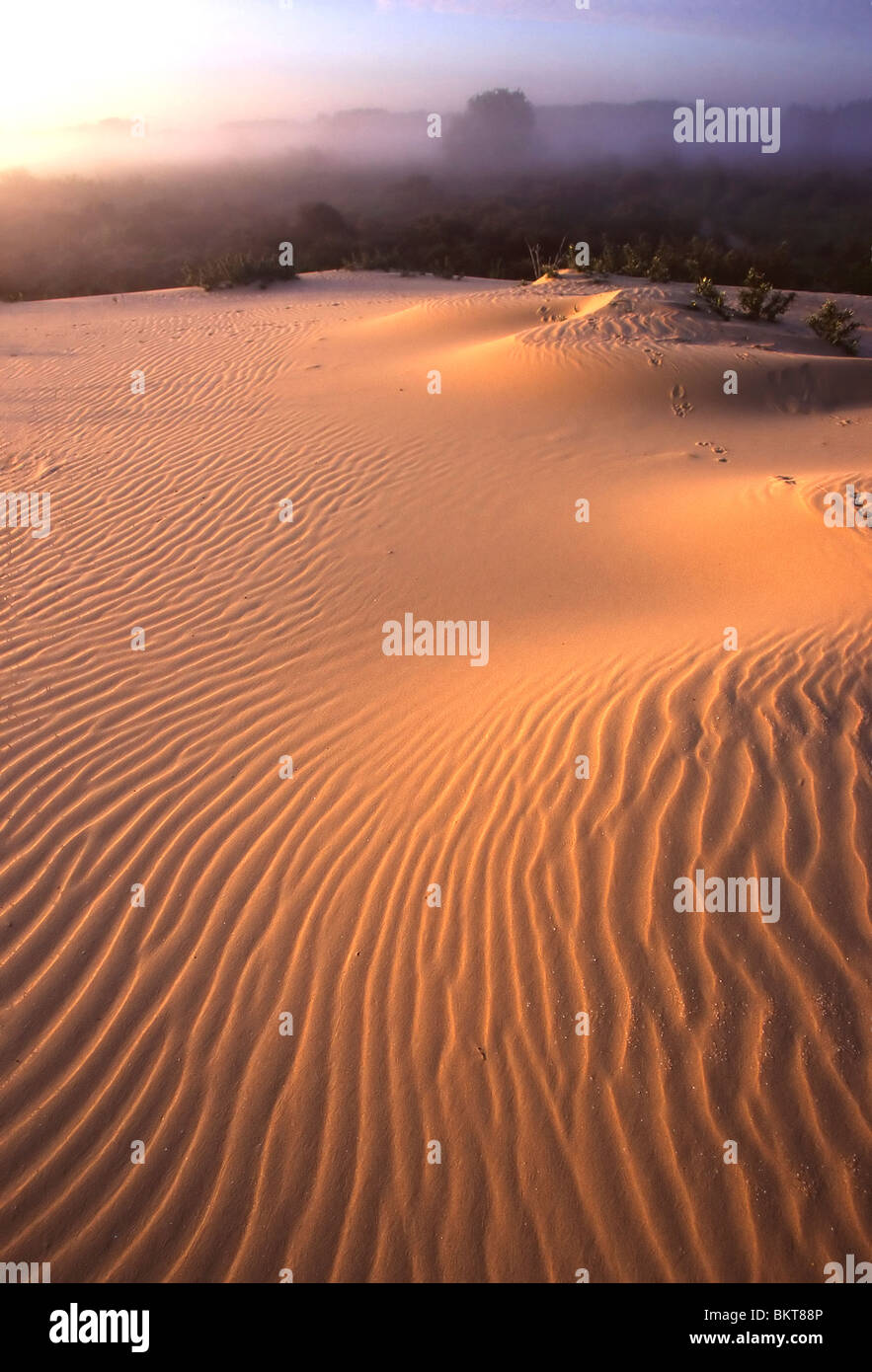 De Westhoek natuurreservaat, BelgiÃ« The Westhoek Nature Reserve ...