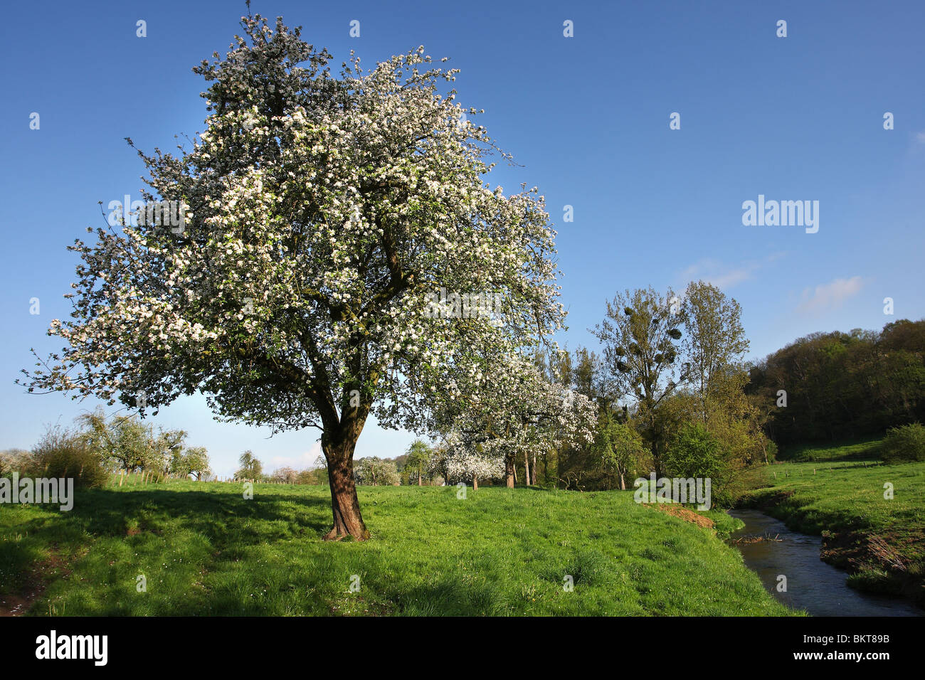 Bloeiende boomgaard, Haspengouw, Voerstreek, BelgiÃ« Flowering fruit ...