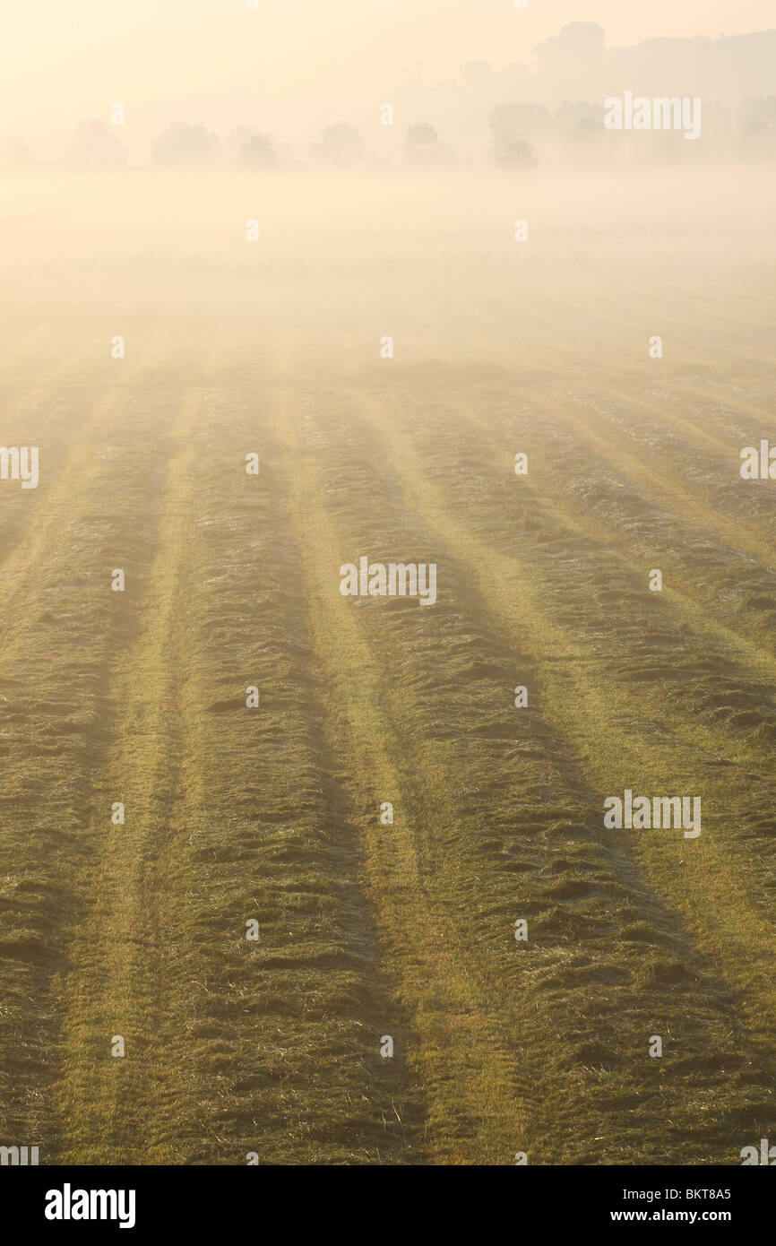 Field with hay in mist, Belgium Stock Photo - Alamy