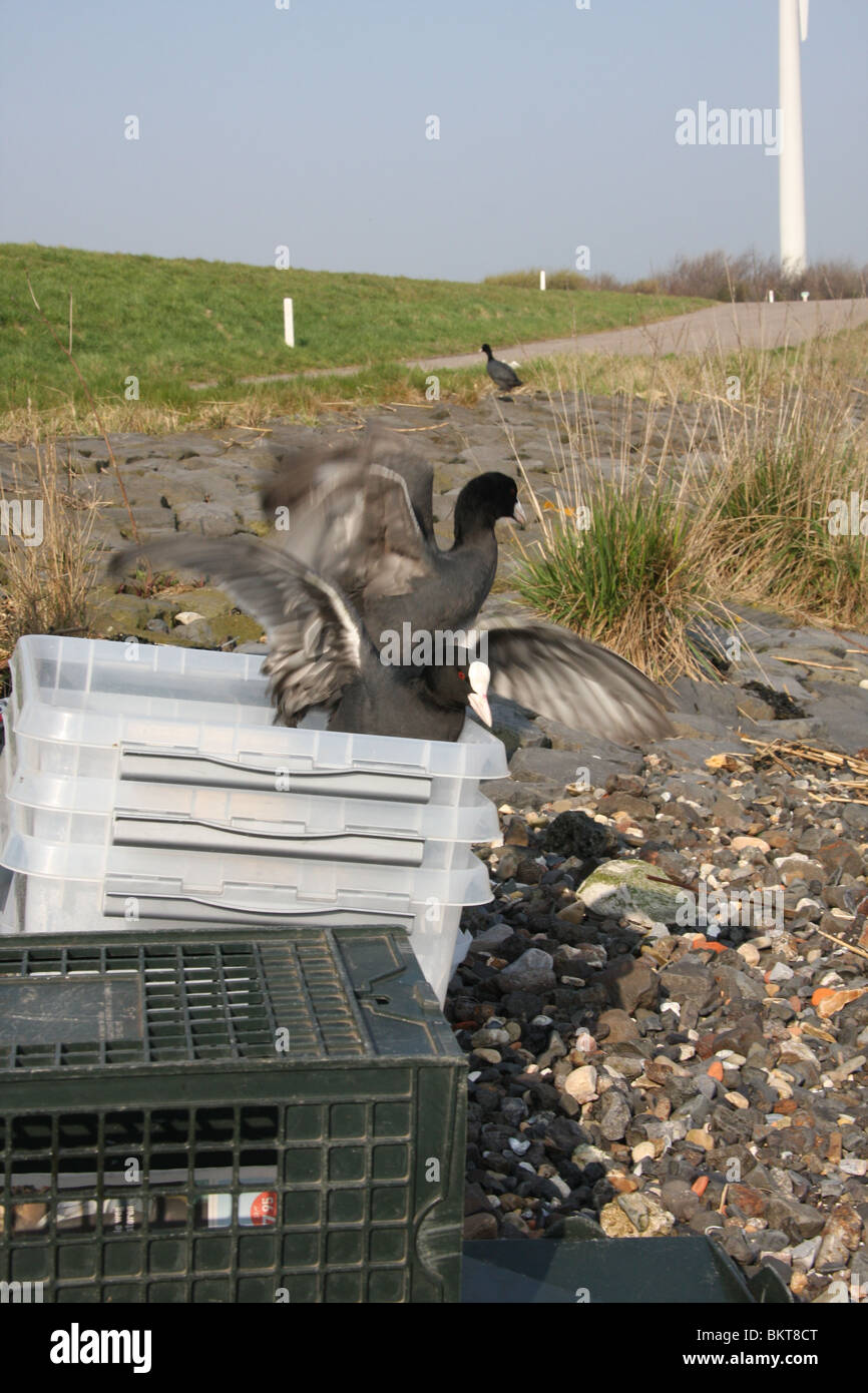 Meerkoet hi-res stock photography and images - Alamy