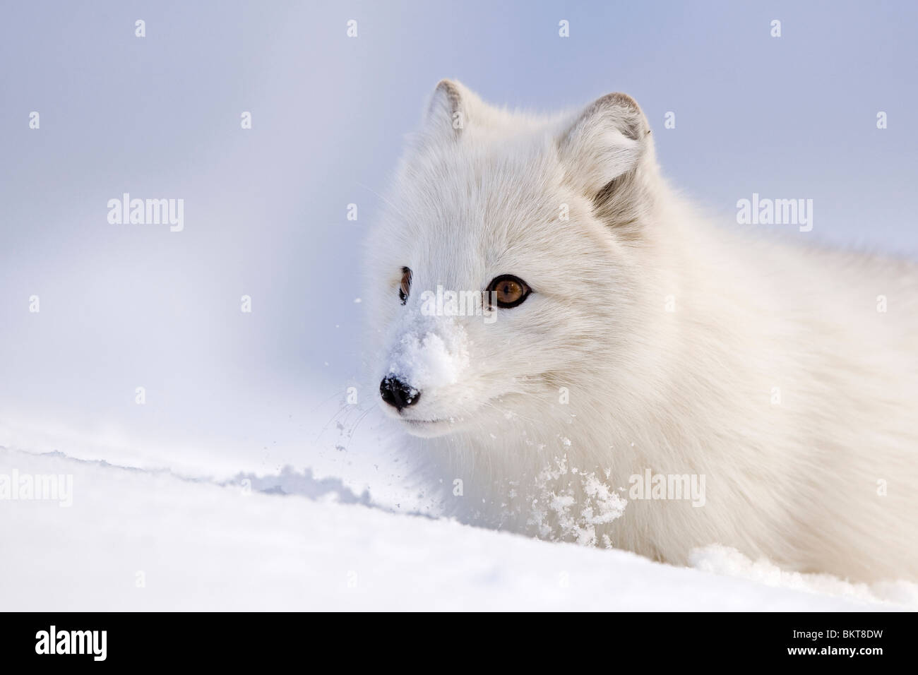 Poolvos hi-res stock photography and images - Alamy