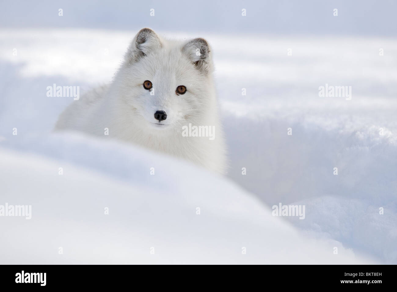 Poolvos hi-res stock photography and images - Alamy