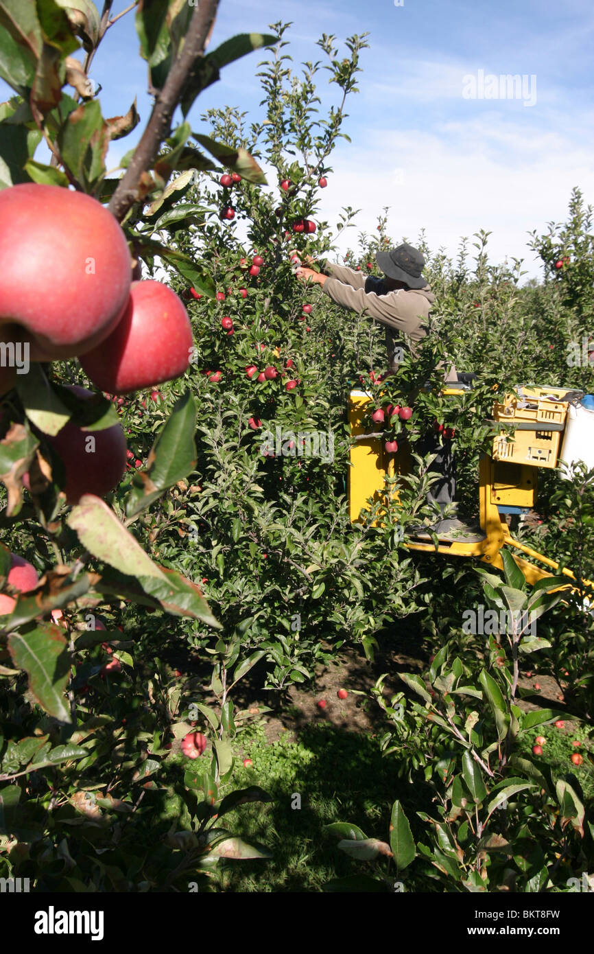 Apple Picking Ladder High Resolution Stock Photography and Images - Alamy