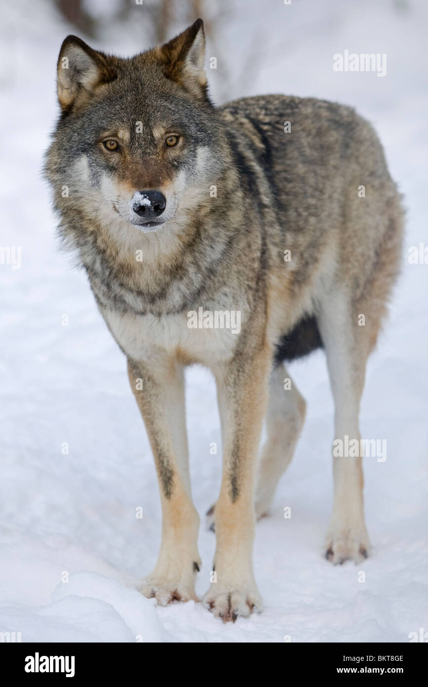 Gevangenschap hi-res stock photography and images - Alamy