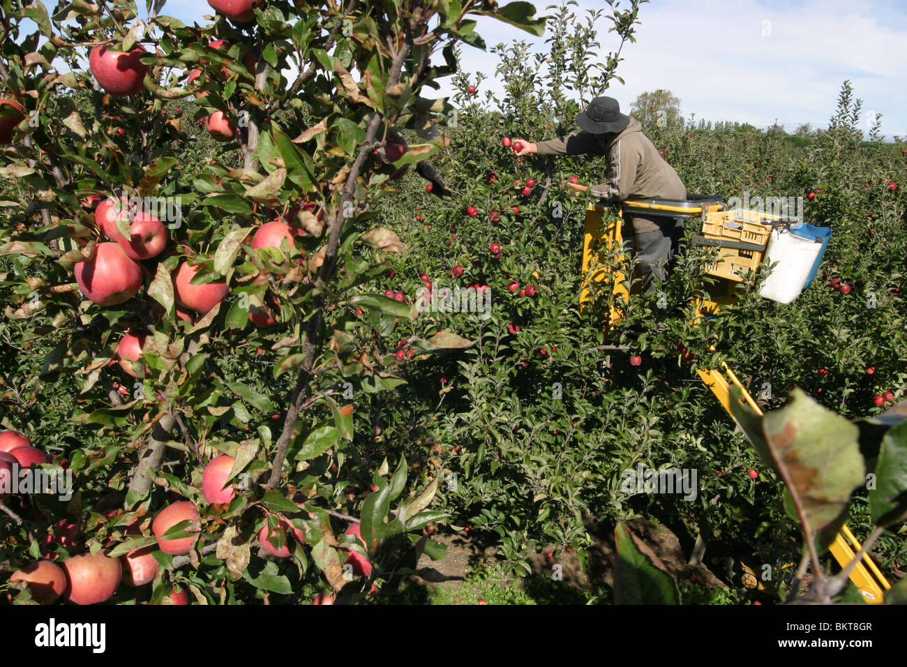Apple Picker High Resolution Stock Photography and Images - Alamy