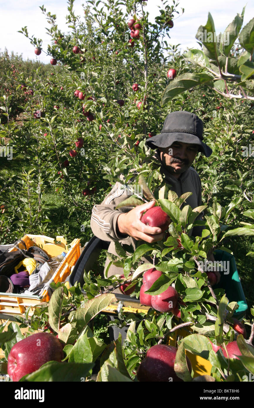 Apple Picking Ladder High Resolution Stock Photography and Images - Alamy