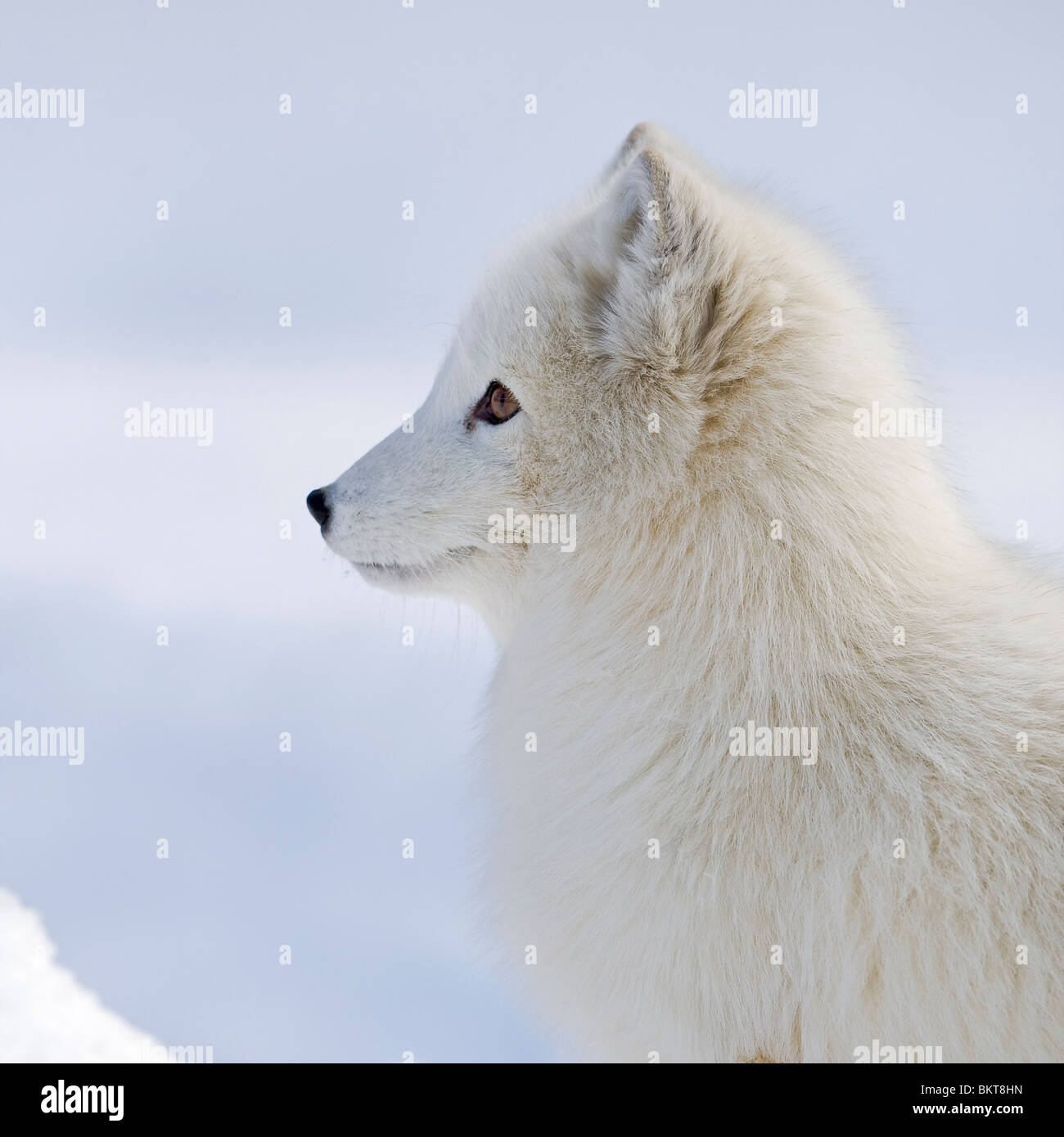 Poolvos hi-res stock photography and images - Alamy