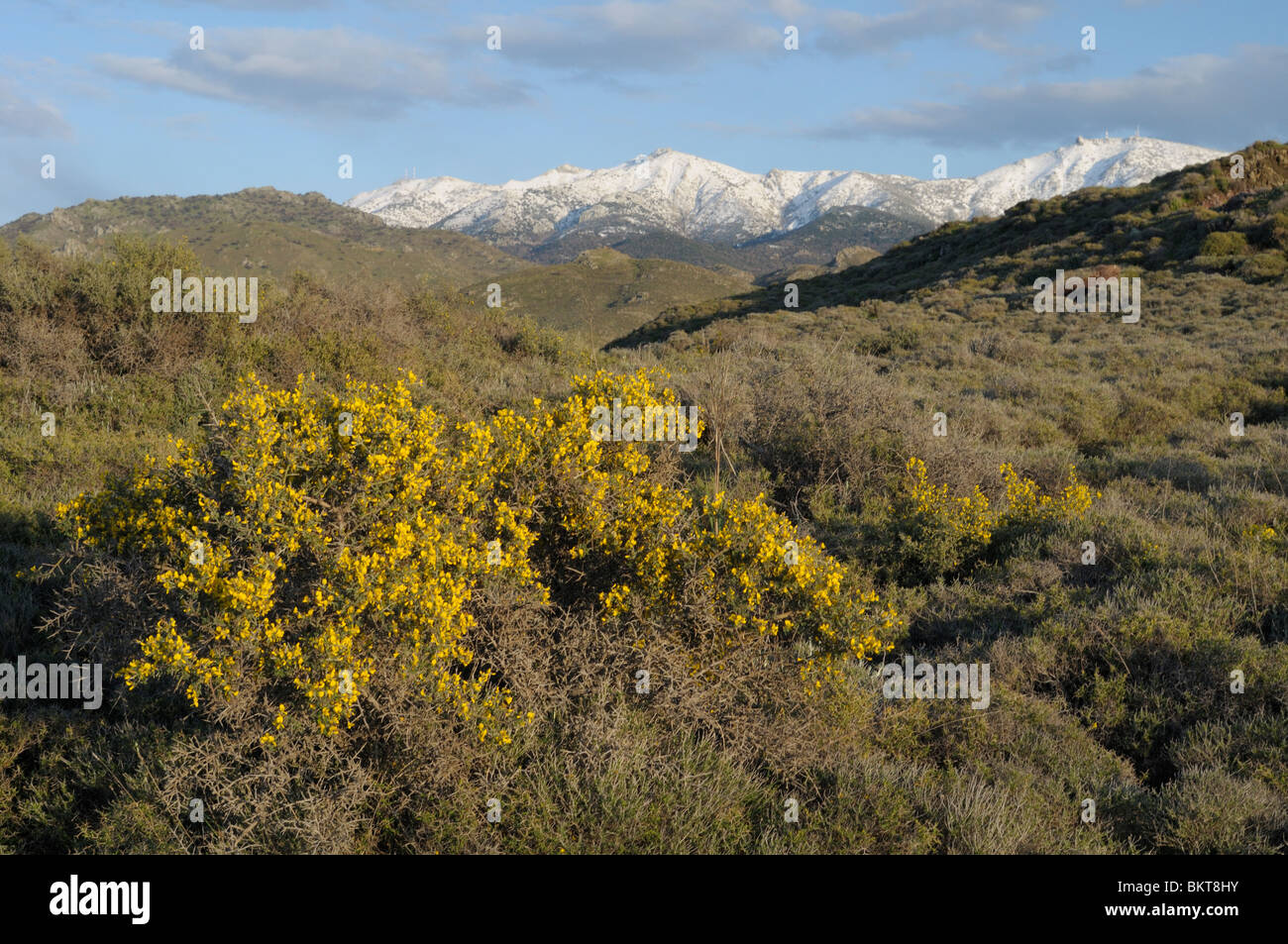 Griekse stekel brem in bloei hi-res stock photography and images - Alamy