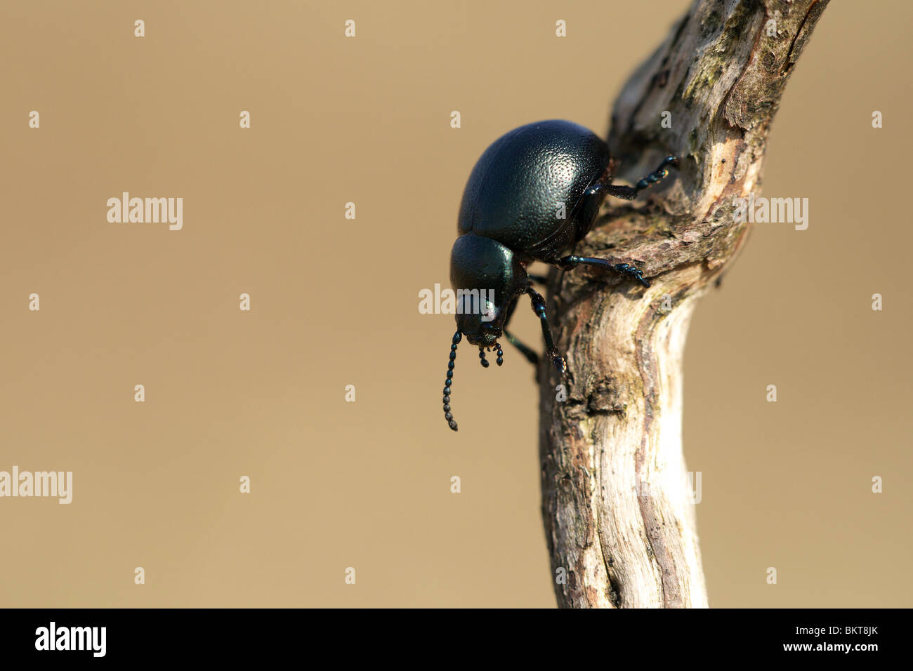 Haantje hi-res stock photography and images - Alamy