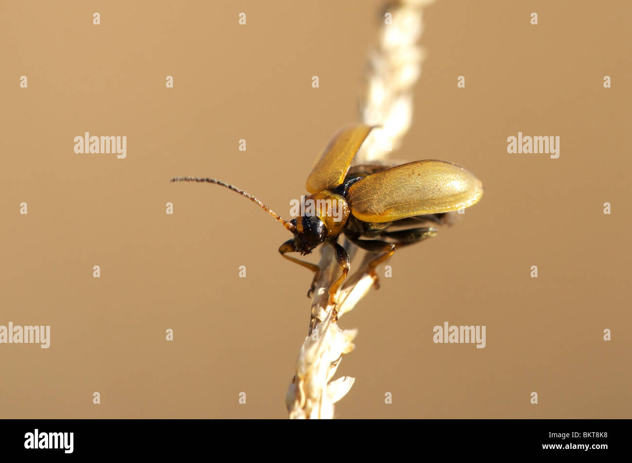 Heather beetle hi-res stock photography and images - Alamy
