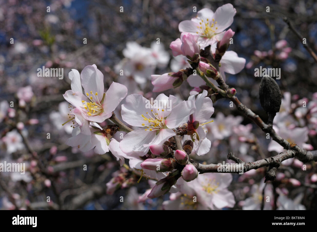 Bloei hi-res stock photography and images - Alamy