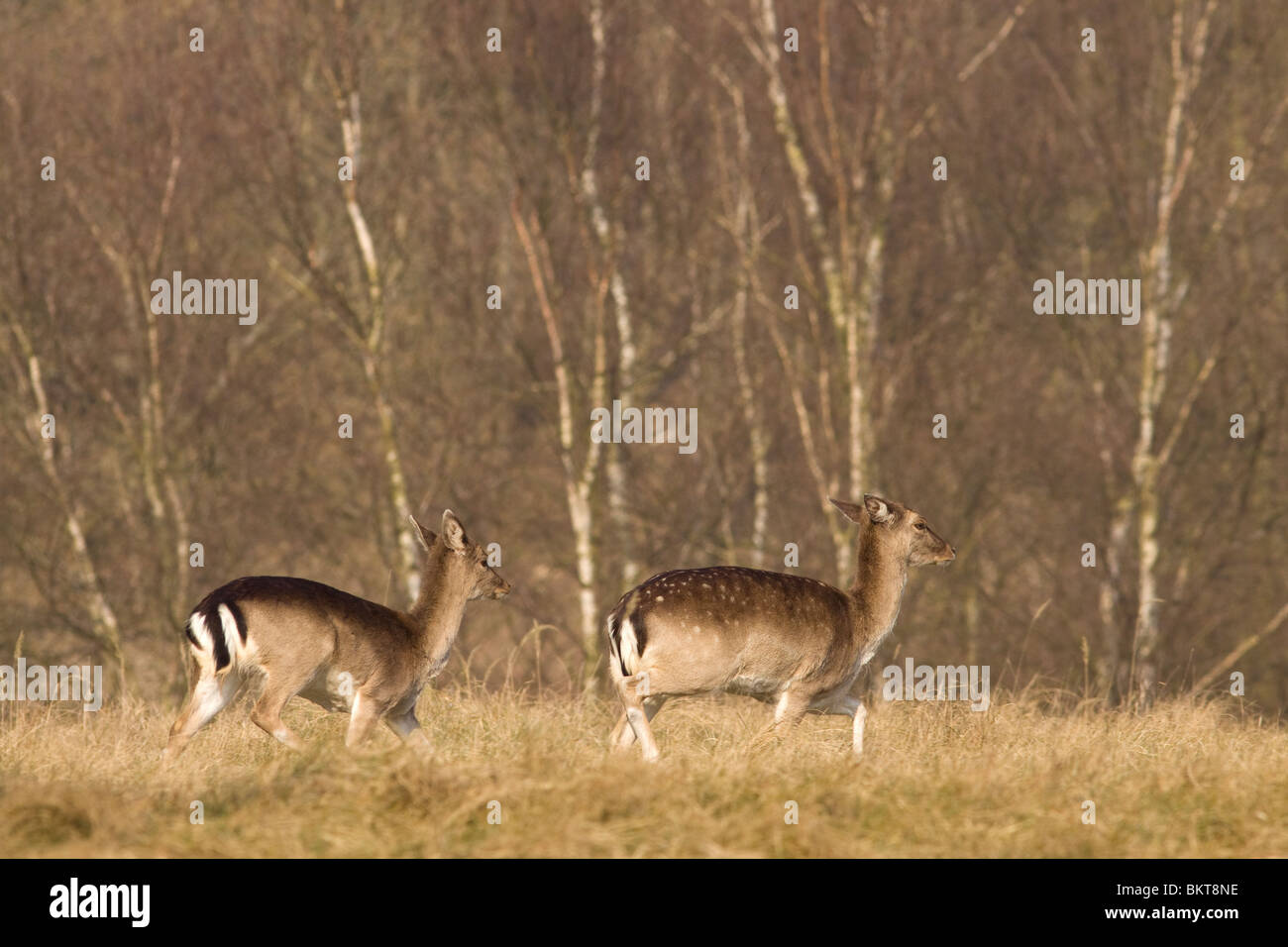 Damherten High Resolution Stock Photography and Images - Alamy