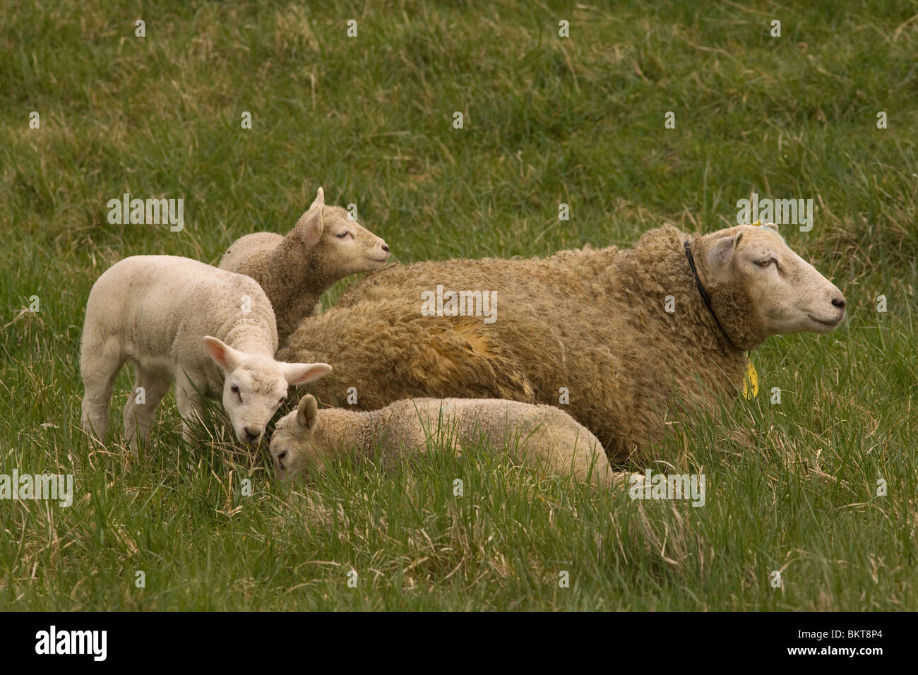 Schaap met lammetjes Stock Photo - Alamy