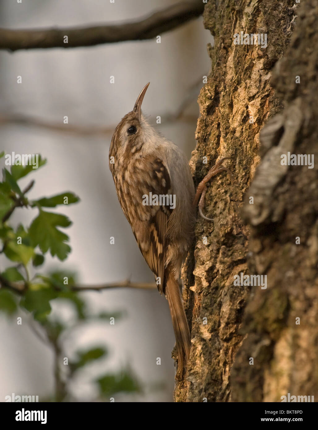 Boomkruiper op boom hi-res stock photography and images - Alamy