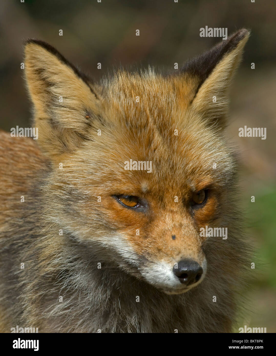 Portret van een Vos;Fox portrait;Vulpes vulpes Vos;Fox;Vulpes vulpes ...