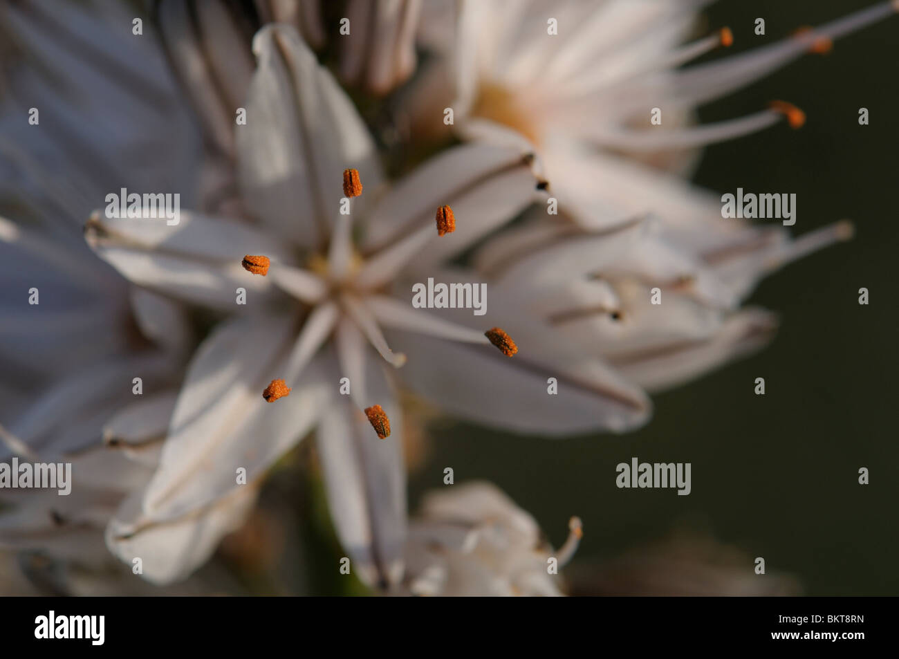 Common asphodel hi-res stock photography and images - Alamy