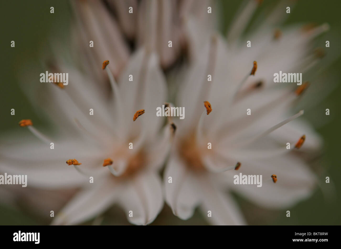 Common asphodel hi-res stock photography and images - Alamy