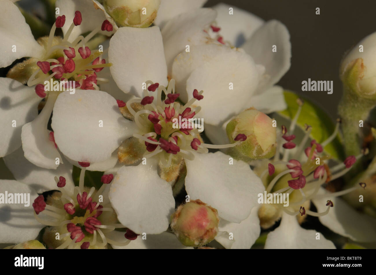 bloemen van wilde peer; flowers of wild pear Stock Photo - Alamy