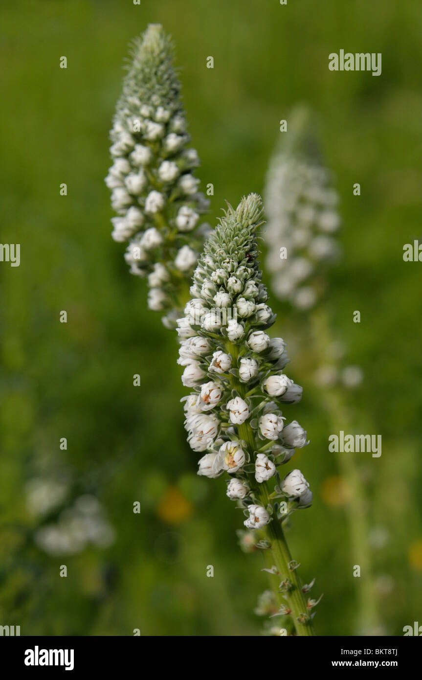 Green Mignonette Hi res Stock Photography And Images Alamy green-mignonette-hi-res-stock-photography-and-images-alamy