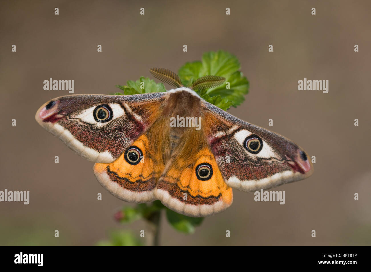 Male Emperor Moth Stock Photo - Alamy