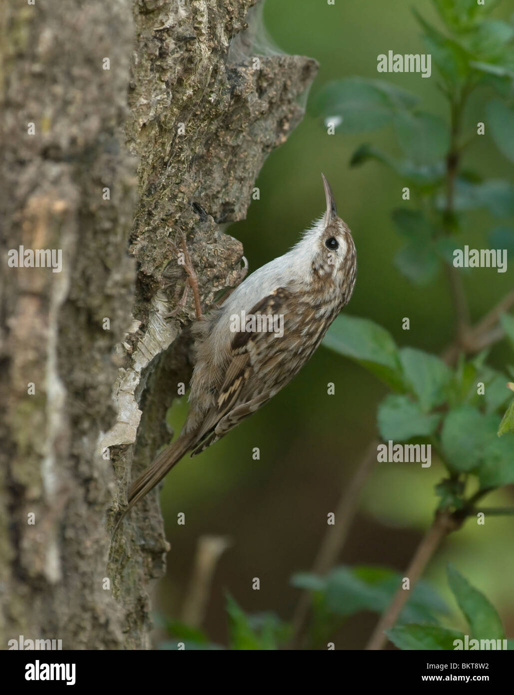 Boomkruiper op boom hi-res stock photography and images - Alamy