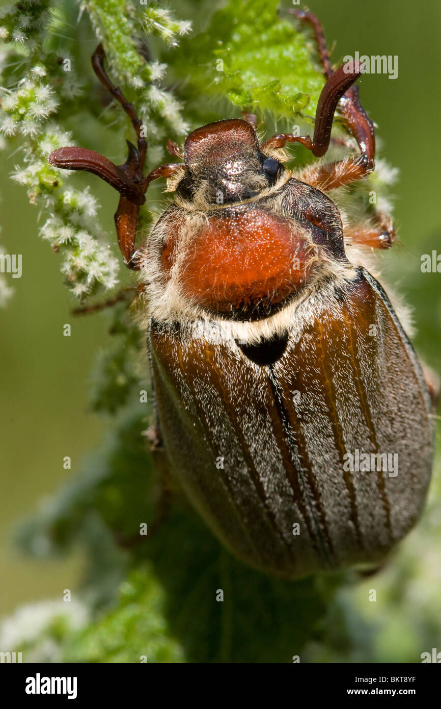 Meikever, Melolontha melolontha, Cockchafer Stock Photo - Alamy
