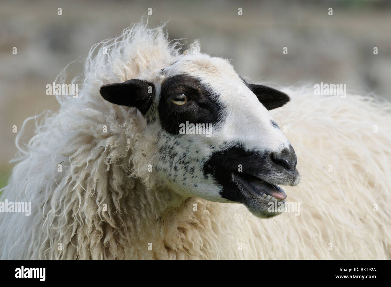 Mekkerende ooi schaap hi-res stock photography and images - Alamy