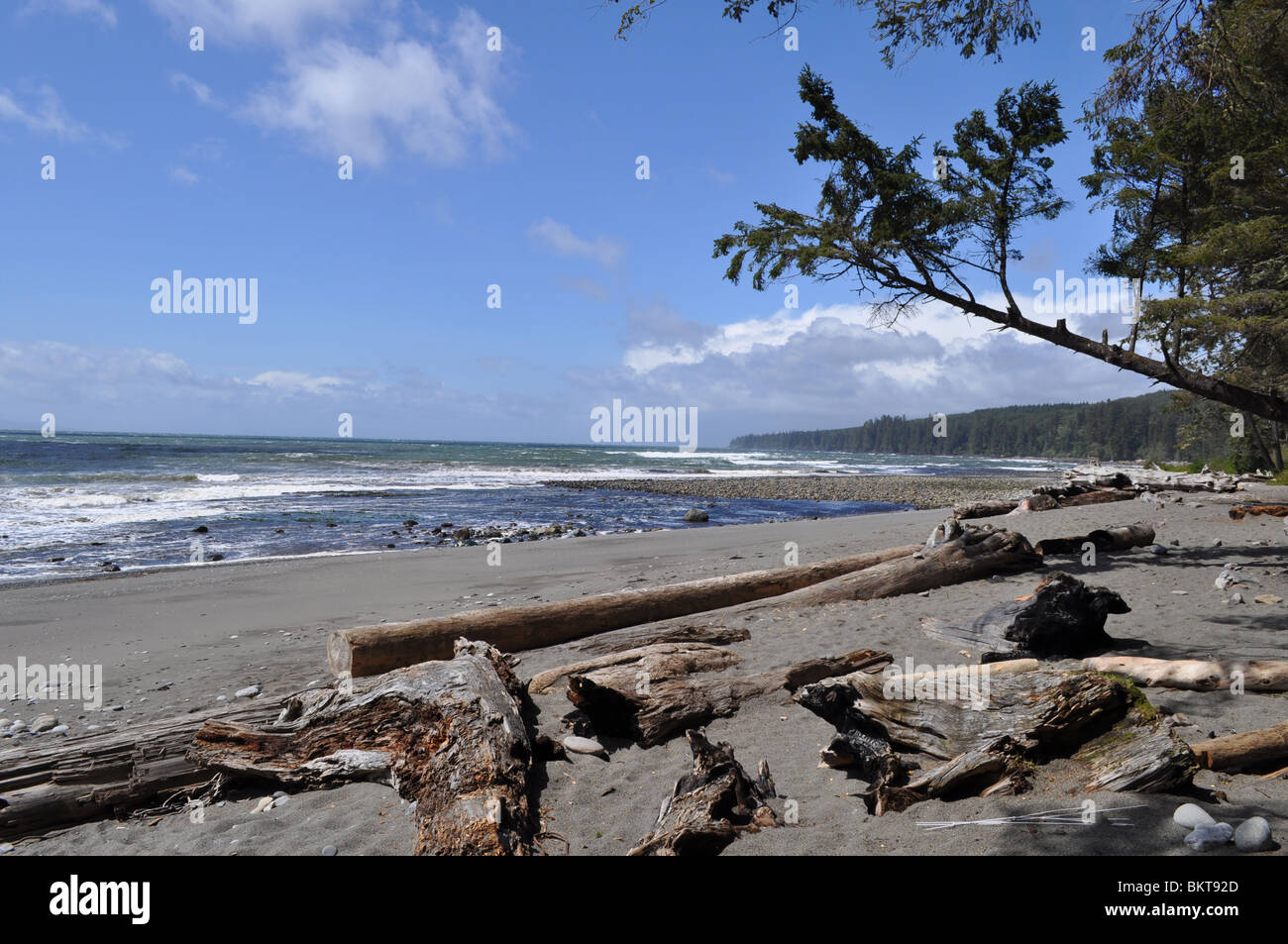 Side ways tree laying over drift wood Stock Photo - Alamy