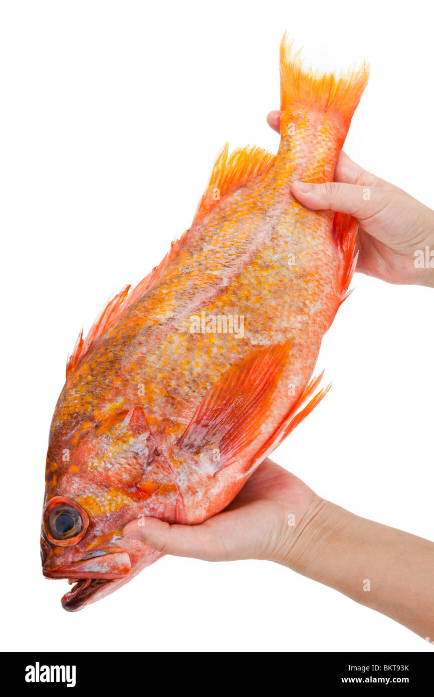 Red Fish with white background Stock Photo - Alamy