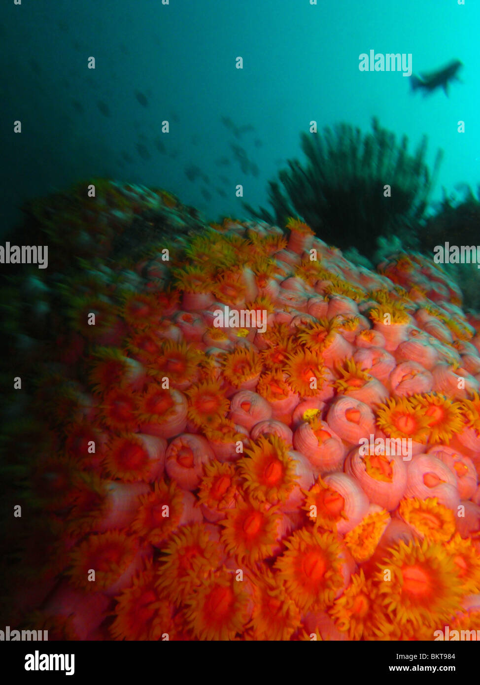 Orange anemones during night dive, Komodo Marine Park, Flores ...